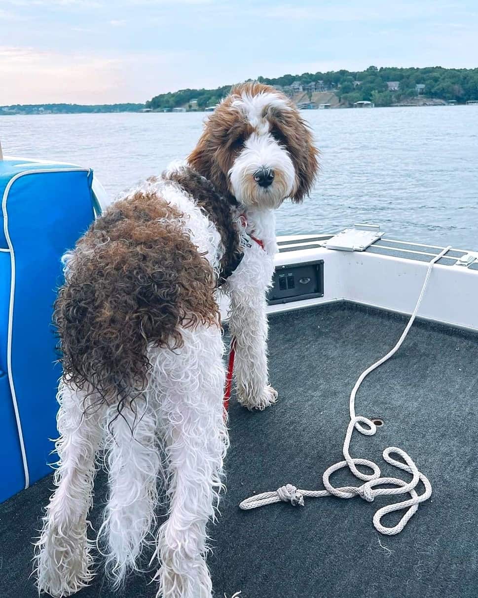 Saint Berdoodle | Mixed Breed Info, Pictures, Traits & Facts