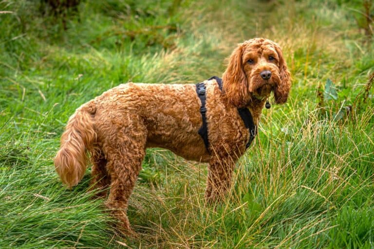 Spoodle | Mixed Breed Information, Pictures, Traits & Facts