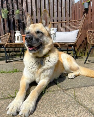 Akita German Shepherd Mix: Info, Pictures, Traits & Facts
