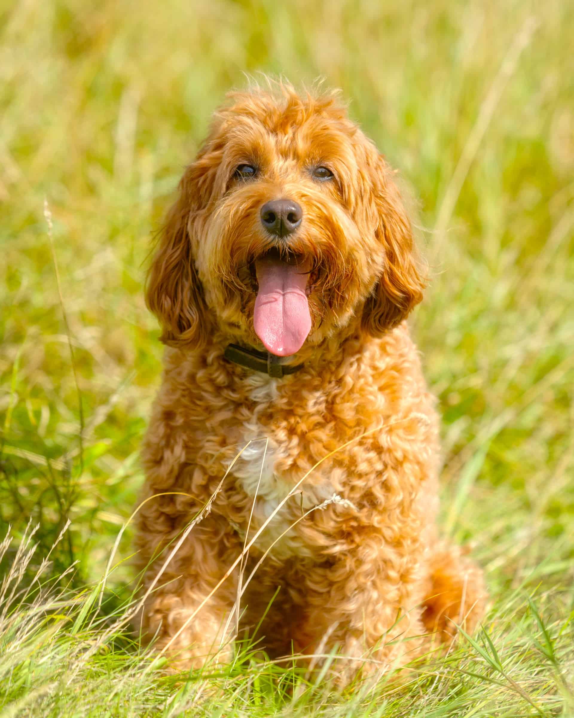 English Goldendoodle: Size, Personality & Facts (With Pictures)