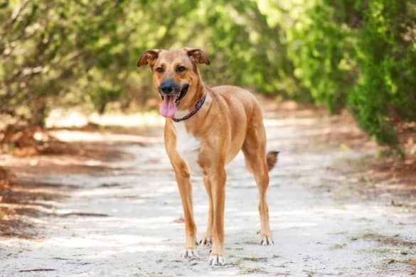German Anatolian Shepherd | Dog Breed Info, Pictures & Facts