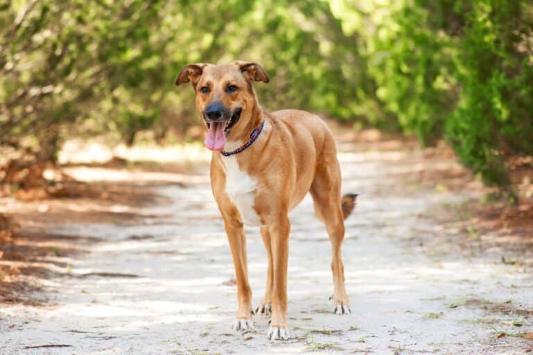 German Anatolian Shepherd | Dog Breed Info, Pictures & Facts