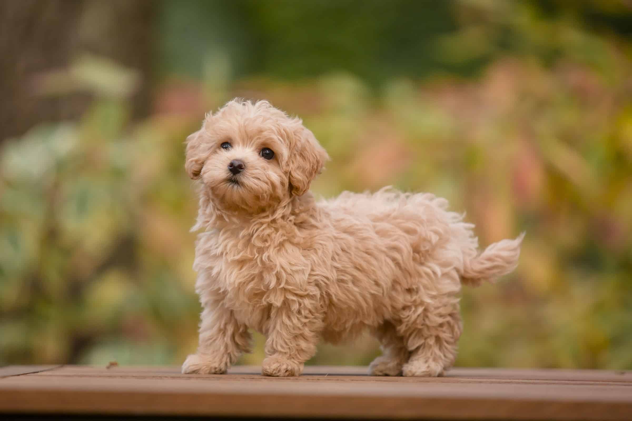 Apricot Maltipoo: Appearance, Genetics, Health & Facts
