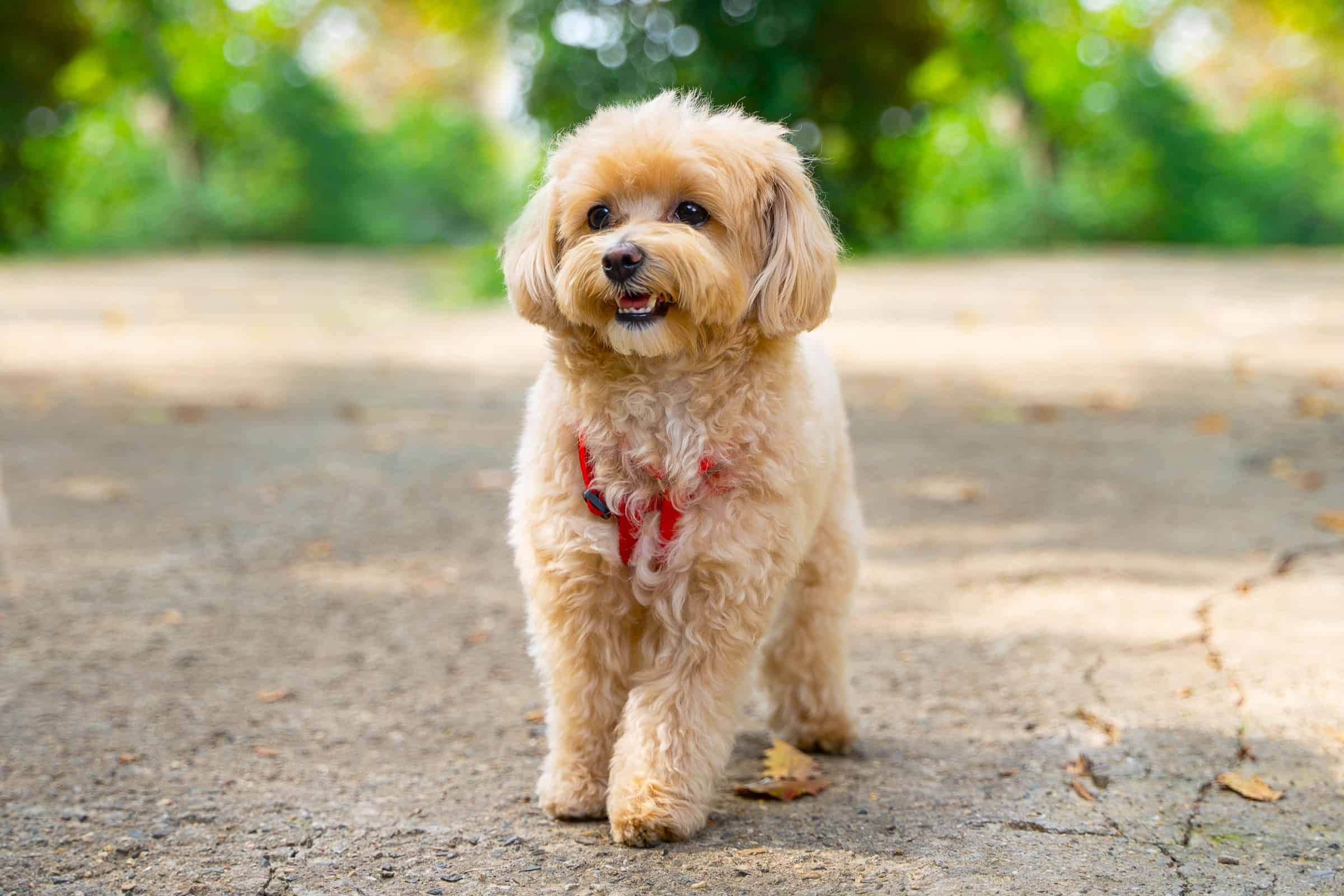 Apricot Maltipoo: Appearance, Genetics, Health & Facts