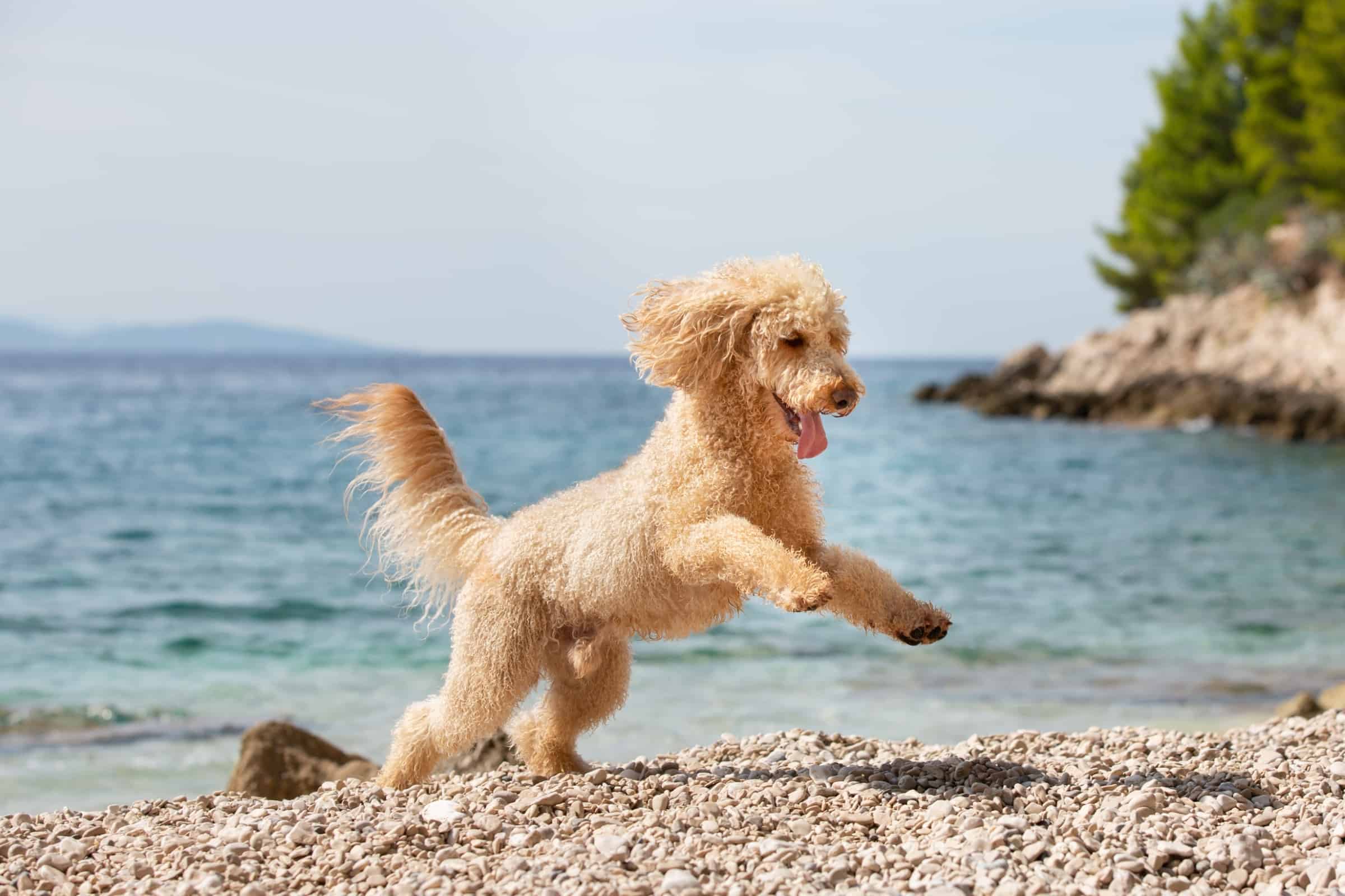 Apricot Poodle: The Ultimate Guide to the Rare Poodle Color