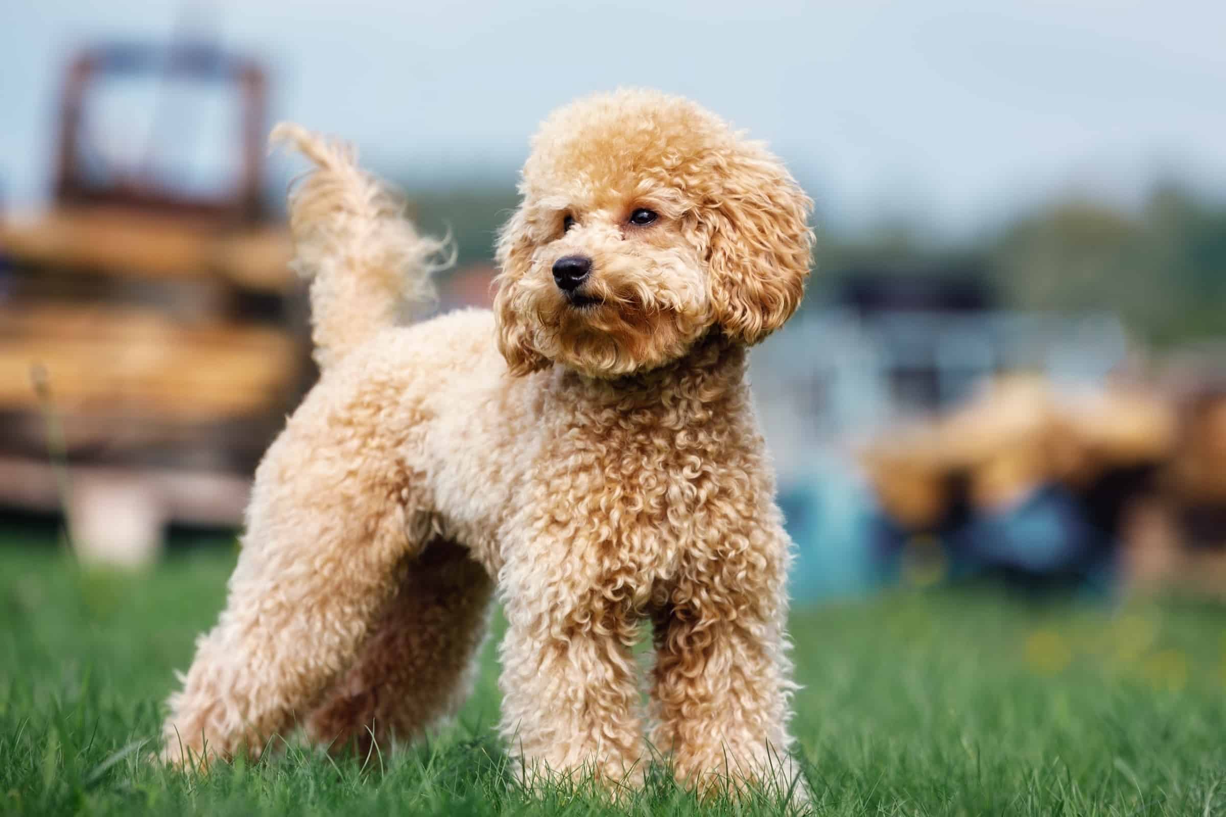 Apricot Poodle: The Ultimate Guide to the Rare Poodle Color