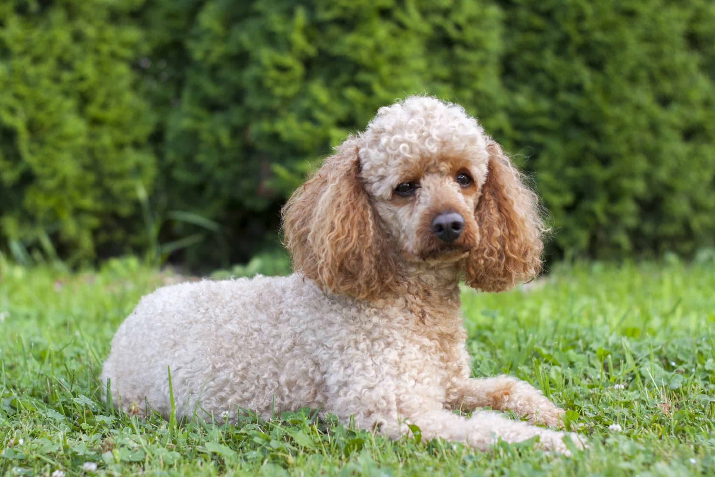Apricot Poodle: The Ultimate Guide to the Rare Poodle Color