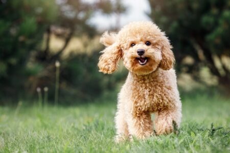 Apricot Poodle: The Ultimate Guide to the Rare Poodle Color