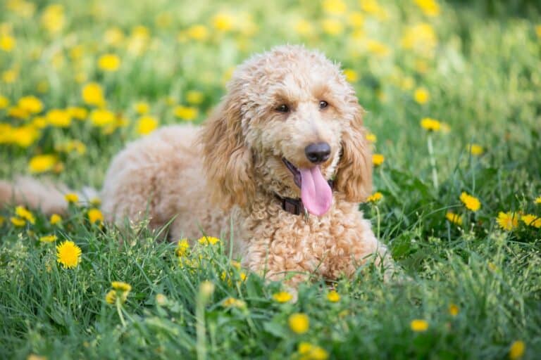 Apricot Poodle: The Ultimate Guide to the Rare Poodle Color