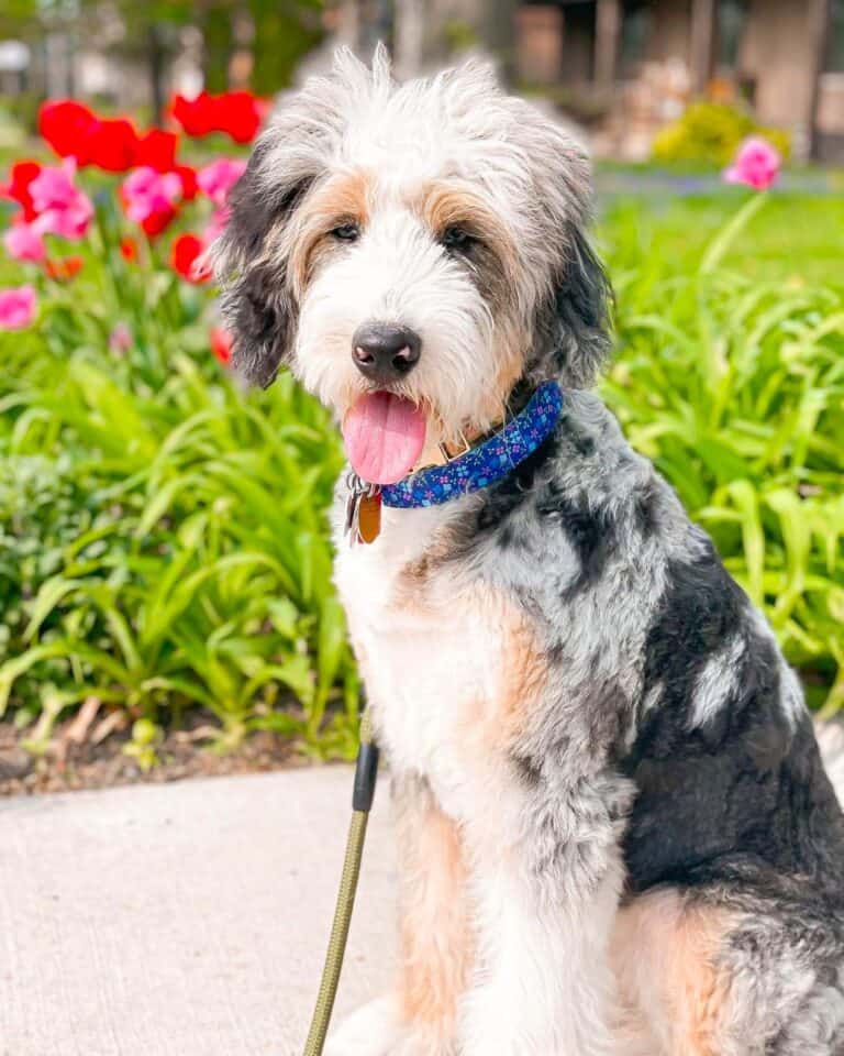 Australian Bernedoodle | Breed Information, Pictures & Facts
