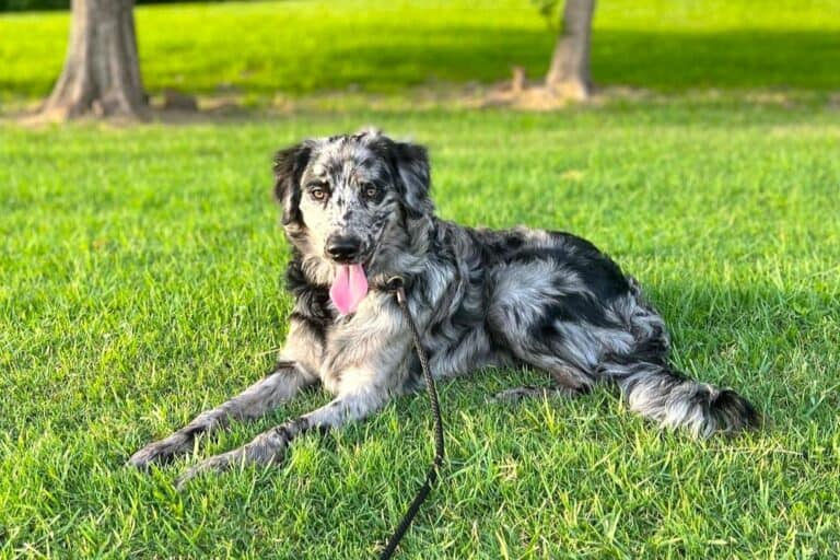 Australian Bernedoodle | Breed Information, Pictures & Facts