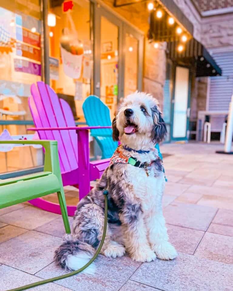 Australian Bernedoodle | Breed Information, Pictures & Facts