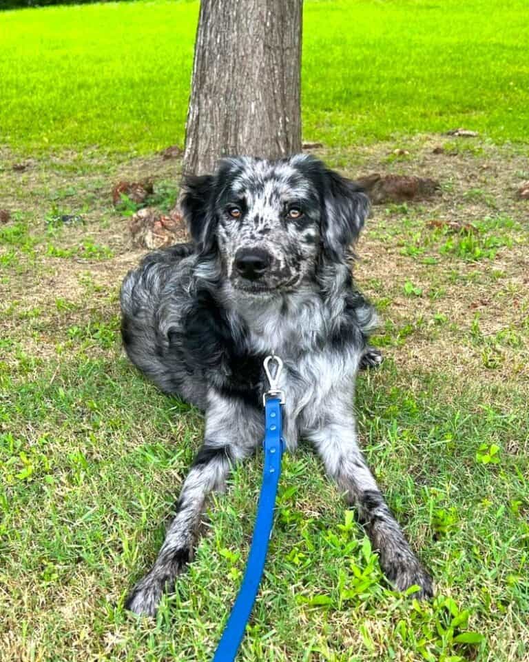Australian Bernedoodle | Breed Information, Pictures & Facts