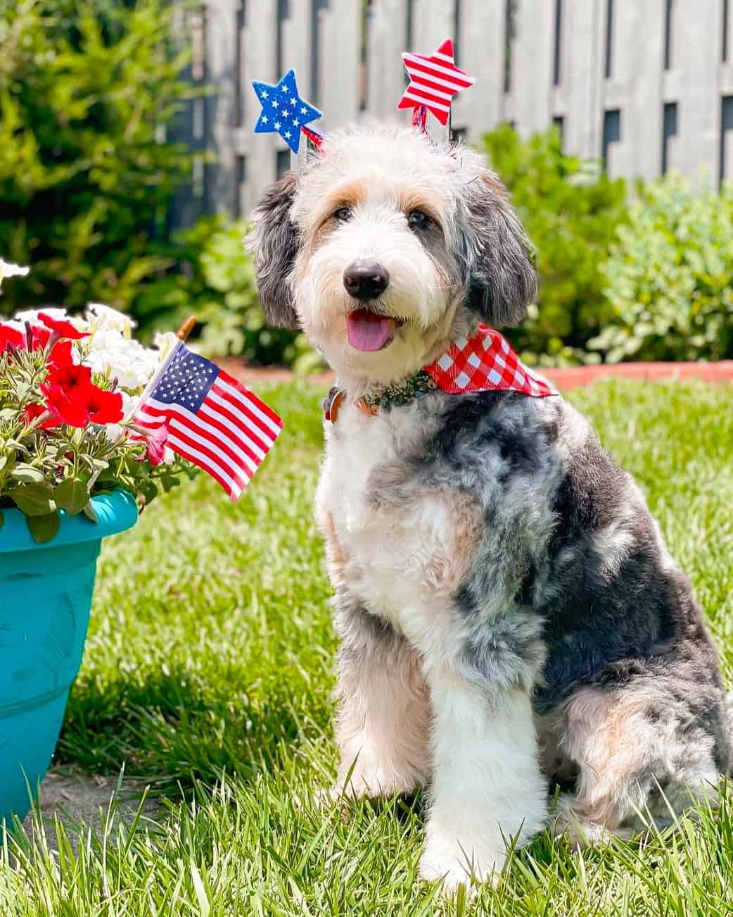 Australian Bernedoodle | Breed Information, Pictures & Facts