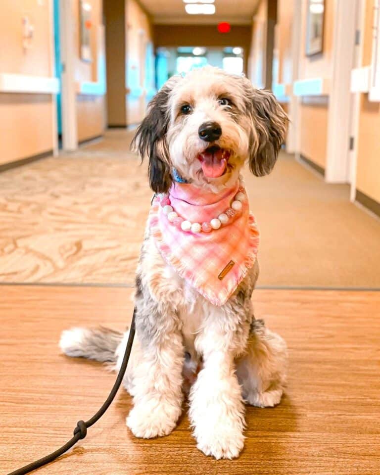 Australian Bernedoodle | Breed Information, Pictures & Facts