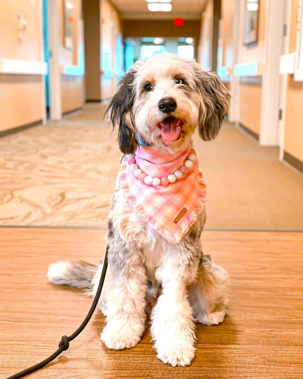 Australian Bernedoodle | Breed Information, Pictures & Facts