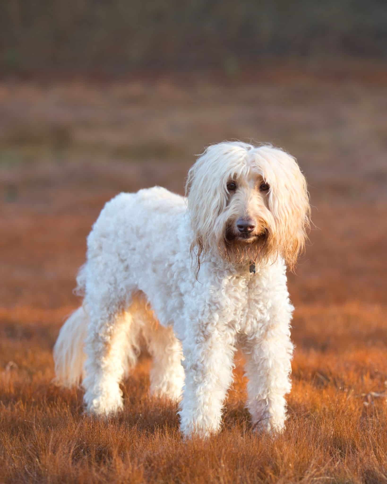 Australian Bernedoodle | Breed Information, Pictures & Facts