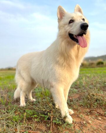 White German Shepherds: Everything You Need to Know