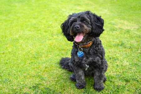 Cavoodle | Mixed Breed Information, Pictures & Facts