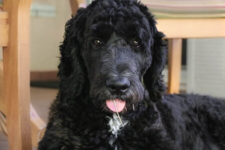 Black Goldendoodle: Info, Pictures, Genetics, Facts & More