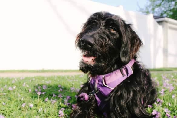 Black Goldendoodle: Info, Pictures, Genetics, Facts & More