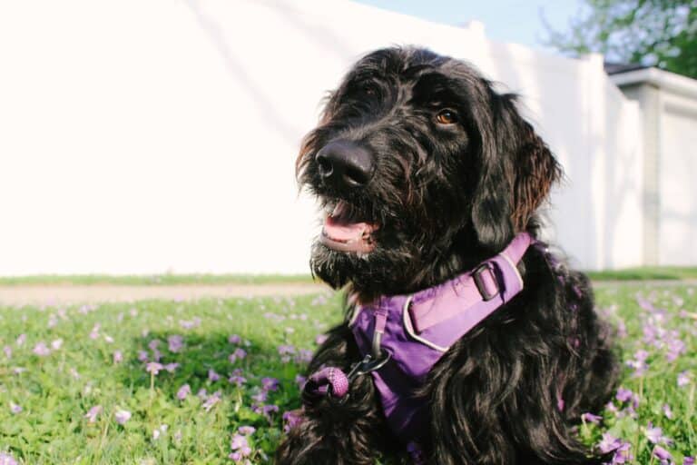 Black Goldendoodle: Info, Pictures, Genetics, Facts & More