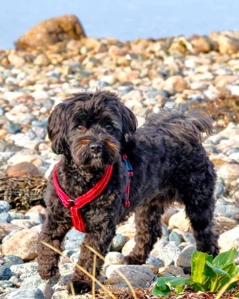 Black Maltipoo: Appearance, Genetics, Pictures & Facts