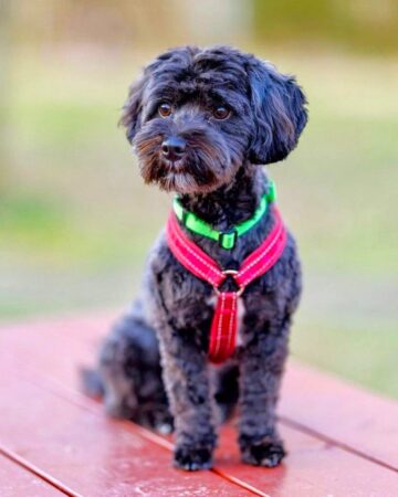 Black Maltipoo: Appearance, Genetics, Pictures & Facts