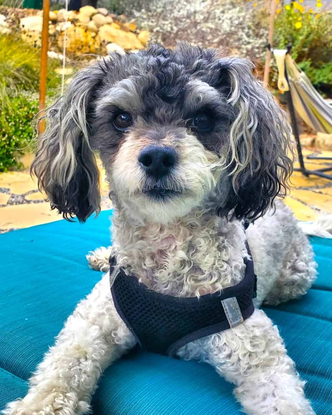 Black and White Maltipoo: Facts, Traits, Genetics & Pictures