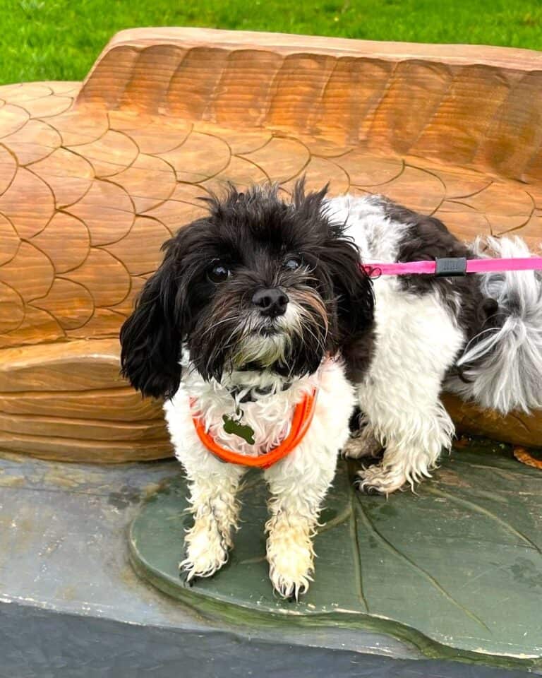 Black and White Maltipoo: Facts, Traits, Genetics & Pictures