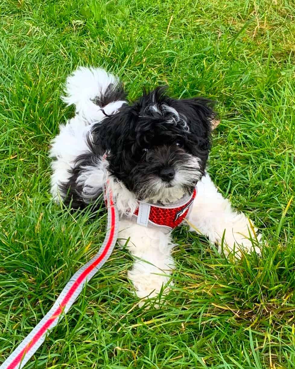 Black and White Maltipoo: Facts, Traits, Genetics & Pictures