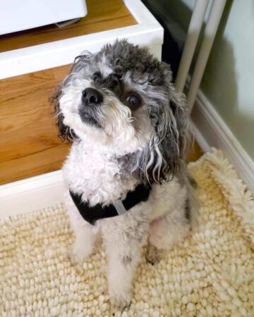 Black and White Maltipoo: Facts, Traits, Genetics & Pictures