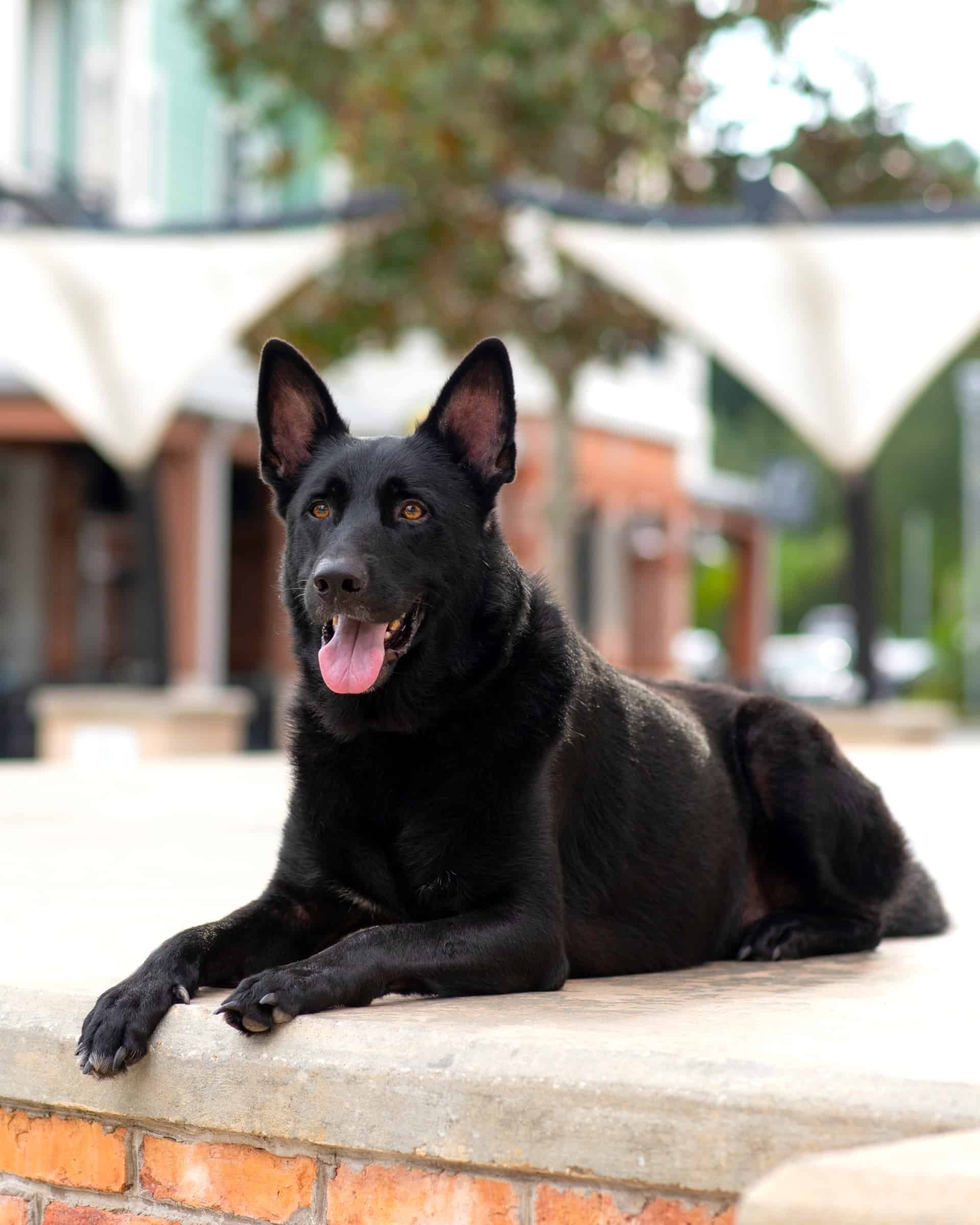 14 Different Types of German Shepherds (With Pictures)