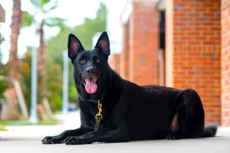 Working Line German Shepherd: Origin, History, Pictures & Facts