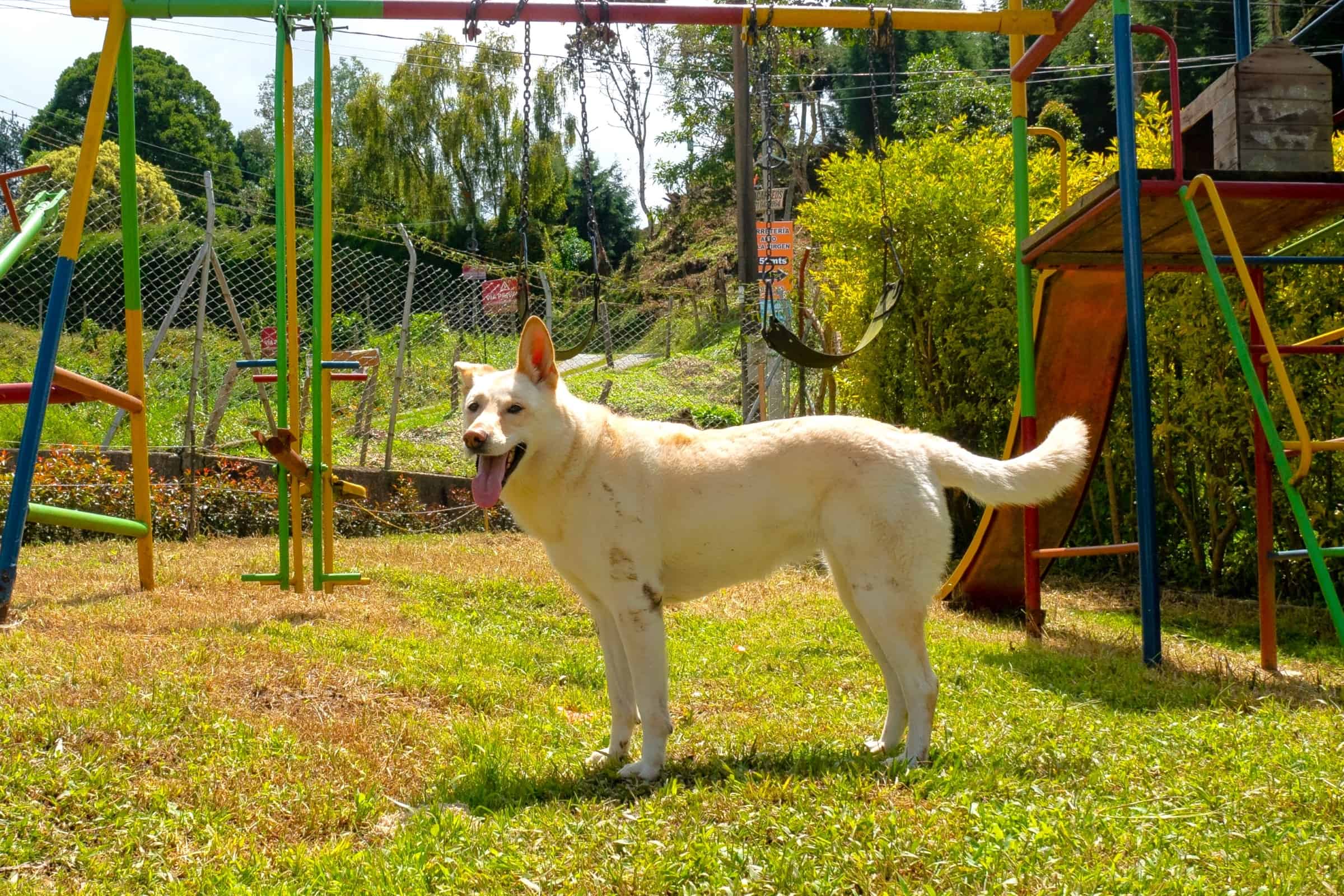 Blonde German Shepherd: Everything You Need to Know