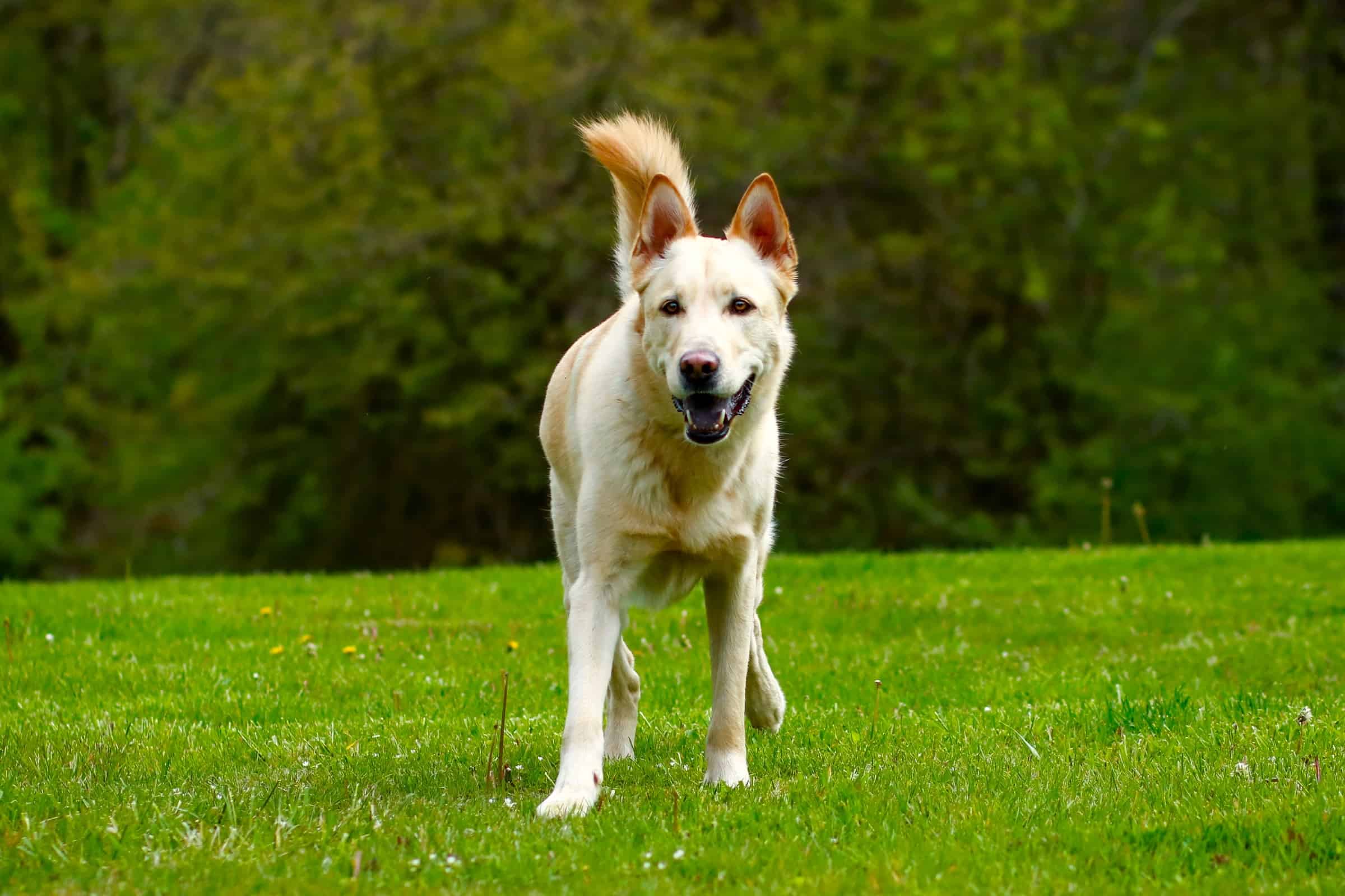 Blonde German Shepherd: Everything You Need to Know
