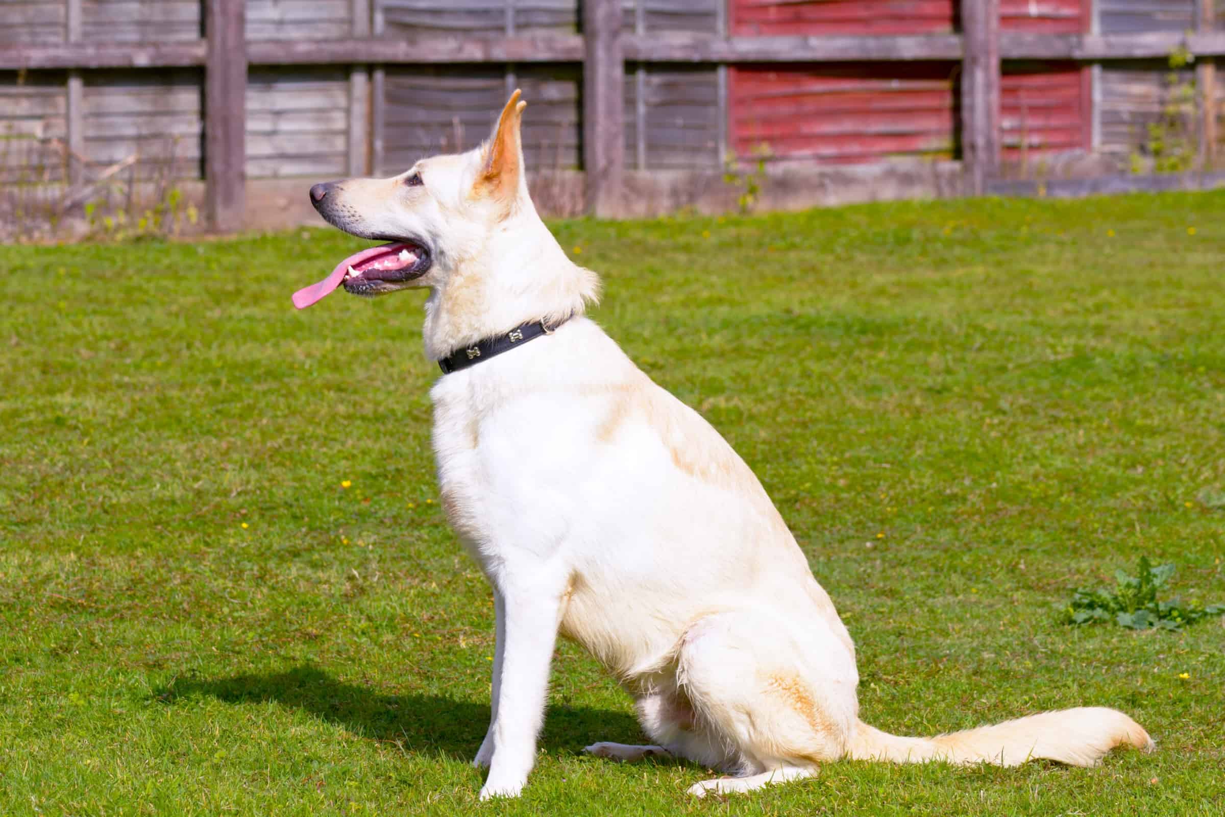 Blonde German Shepherd: Everything You Need to Know