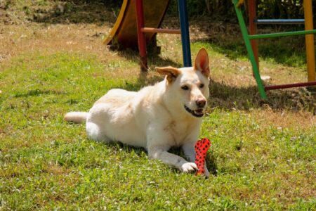 Blonde German Shepherd: Everything You Need to Know