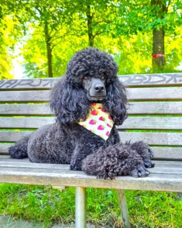 Blue Poodle: Appearance, Genetics & Facts (With Pictures)