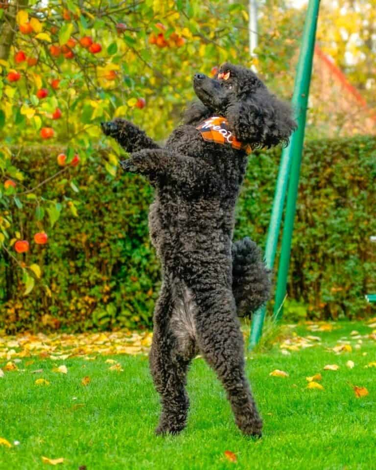 Blue Poodle: Appearance, Genetics & Facts (With Pictures)