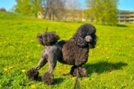 Blue Poodle: Appearance, Genetics & Facts (With Pictures)