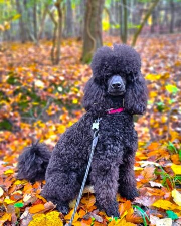 Blue Poodle: Appearance, Genetics & Facts (With Pictures)