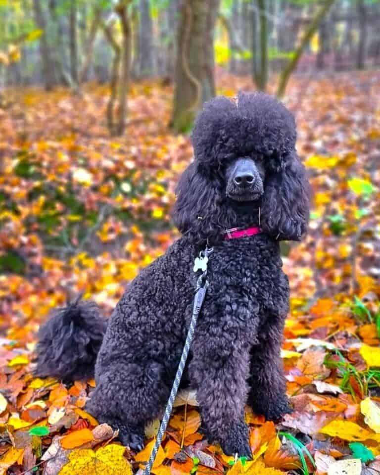 Blue Poodle: Appearance, Genetics & Facts (With Pictures)
