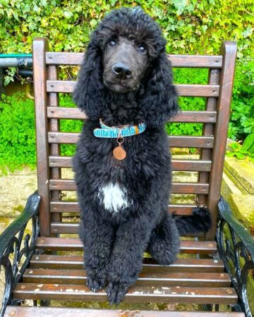 Blue Poodle: Appearance, Genetics & Facts (With Pictures)