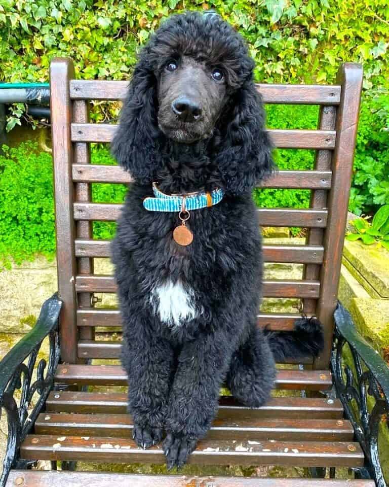 Blue Poodle: Appearance, Genetics & Facts (With Pictures)