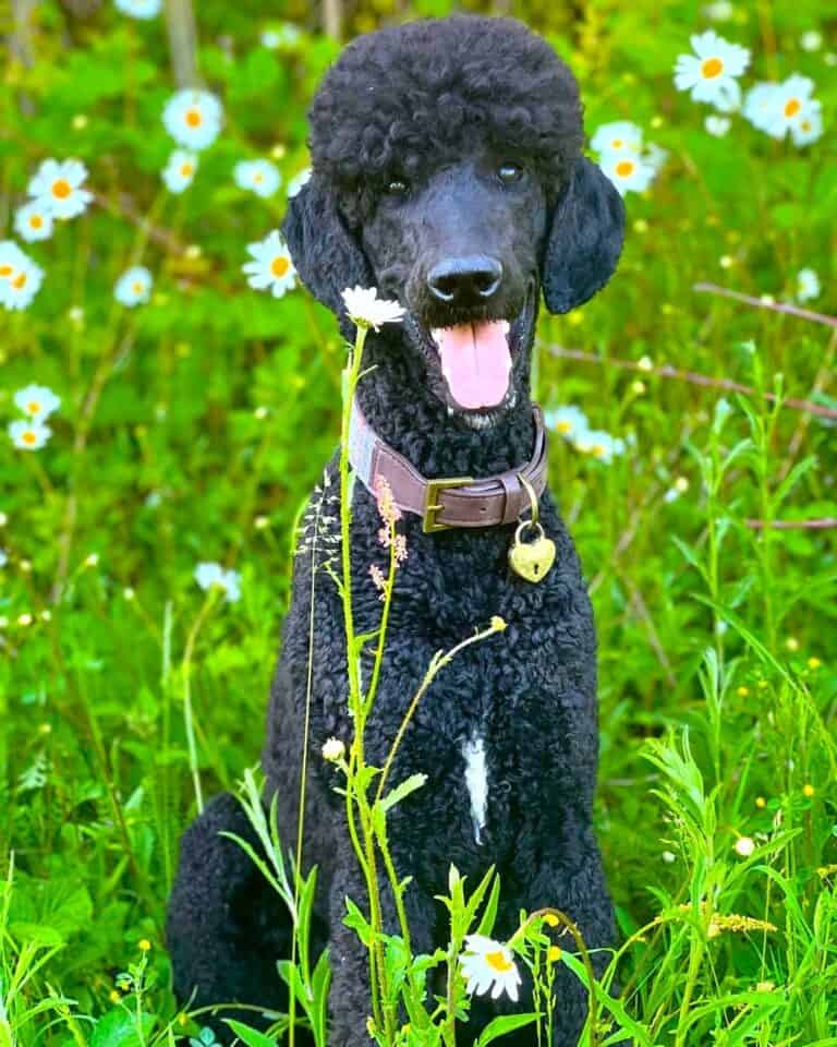 Blue Poodle: Appearance, Genetics & Facts (With Pictures)