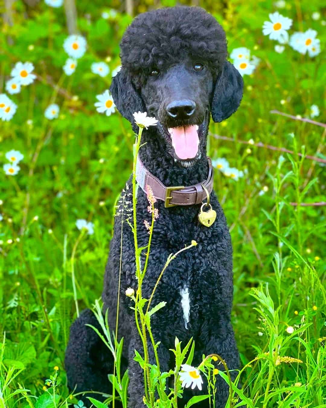 Blue Poodle: Appearance, Genetics & Facts (With Pictures)
