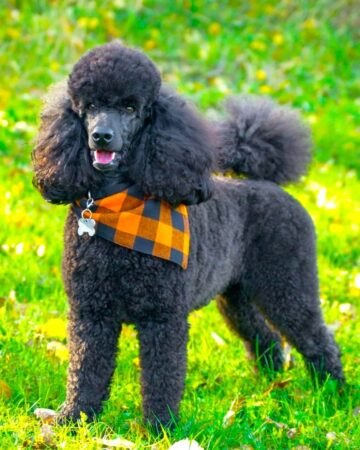Blue Poodle: Appearance, Genetics & Facts (With Pictures)