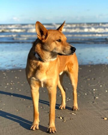 Carolina Dog German Shepherd Mix: Info, Pictures & Facts