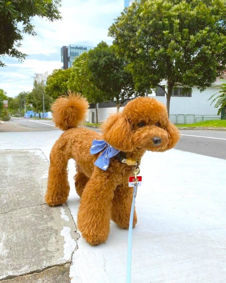 Cavapoochon | Mixed Breed Information, Pictures & Facts